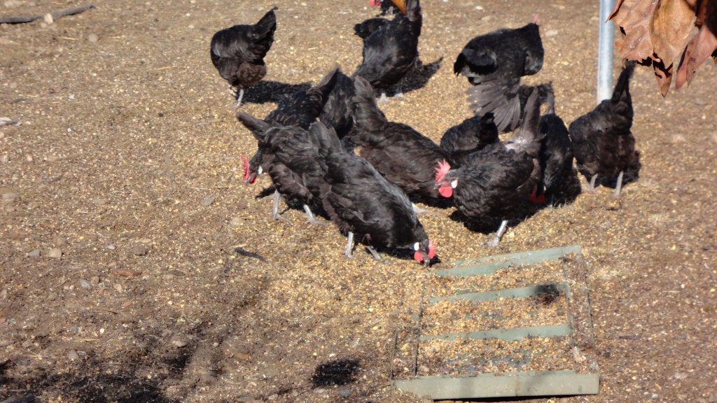 De grano en grano, se llena la gallina el buche. - mirefranero.com
